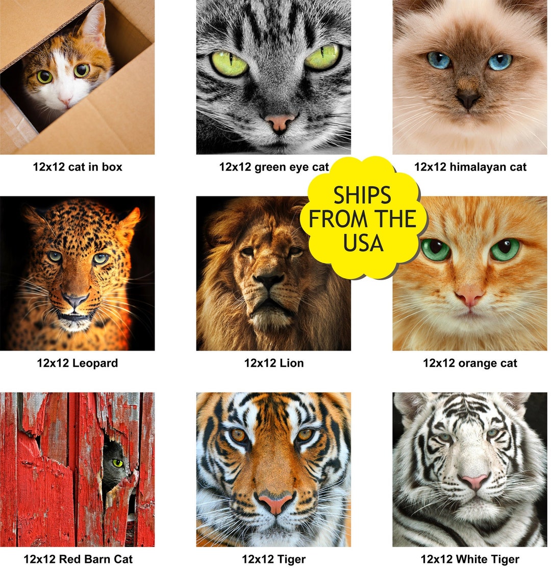 Cat Diamond Painting Kits 12x12 5D Diamond Art Kits for Adults Full ...