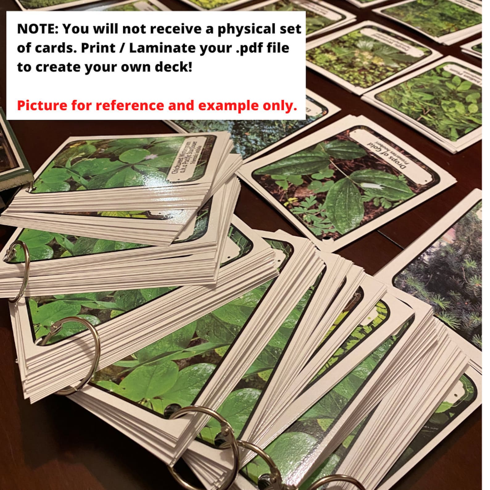 PRINTABLE: Pacific Northwest Native Plant Identification Cards - Etsy