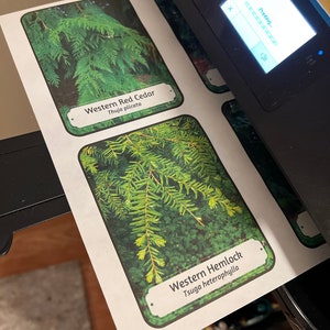 PRINTABLE: Pacific Northwest Native Plant Identification Cards - Etsy