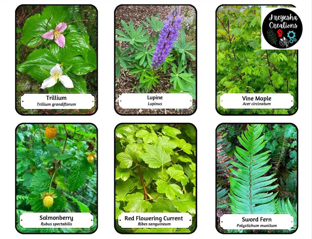 PRINTABLE: Pacific Northwest Native Plant Identification Cards - Etsy