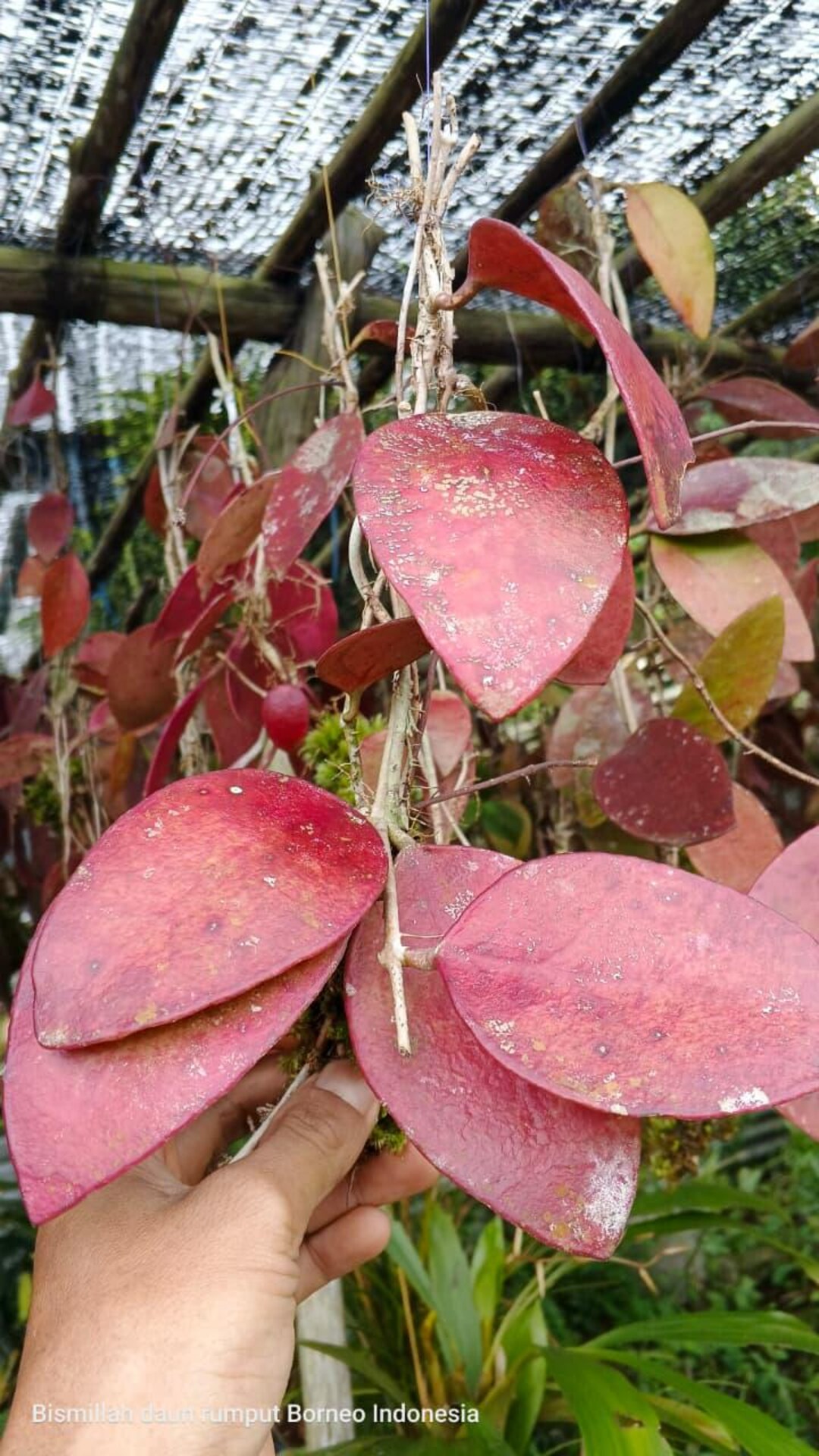 Hoya Benchaii Red Sp Borneo Real Picture - Etsy