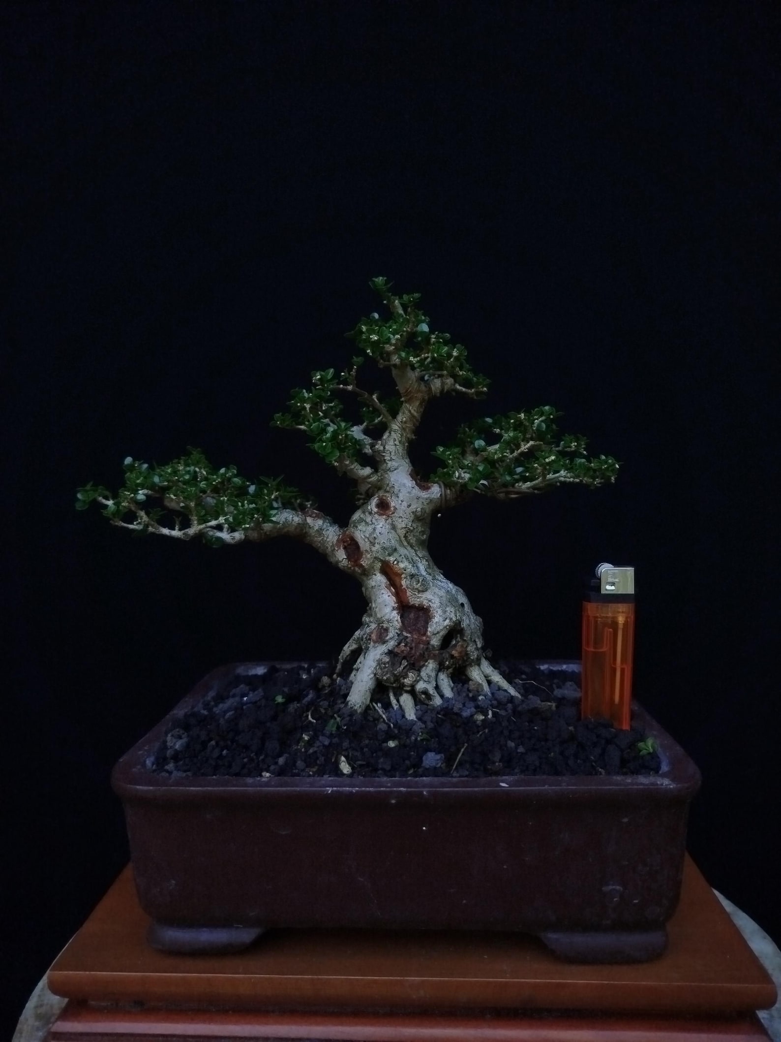 Premna Microphylla Bonsai Tree | Live Plant Indoor Outdoor | Home Decor ...