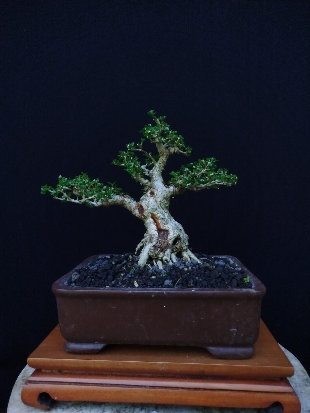 Premna Microphylla Bonsai Tree | Live Plant Indoor Outdoor | Home Decor ...