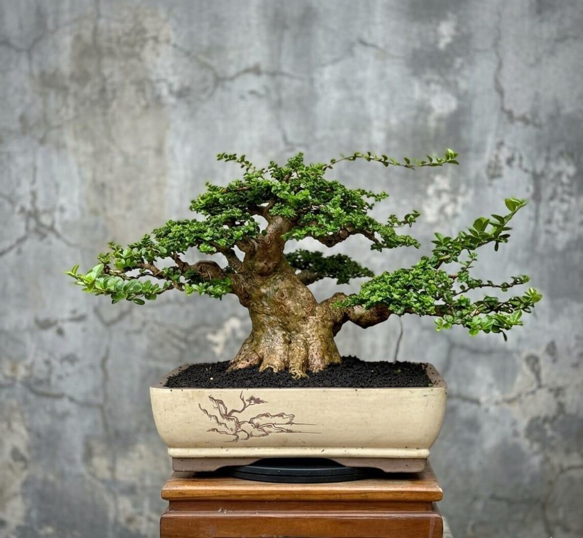 Actual Tree - Premna Microphylla Bonsai - Small Size Big Trunk and Good ...