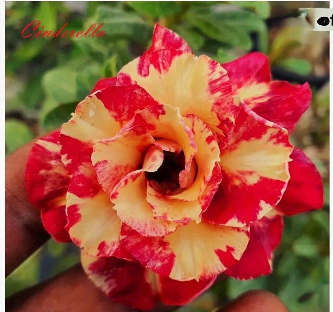 Cinderella Desert Rose Adenium Obesum SMALL Rooted Seedling Plant ...