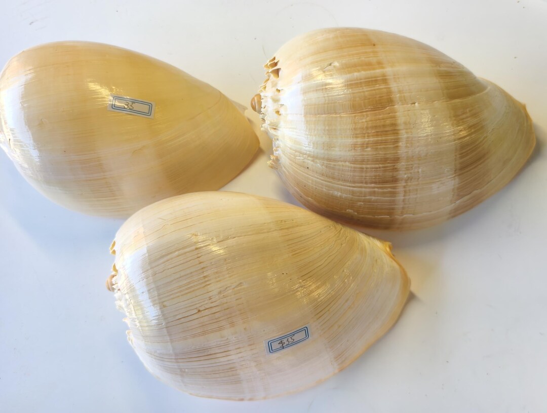 Large Melo Melo Shell | Golden Bailer Seashell Specimen (21-22cm ...