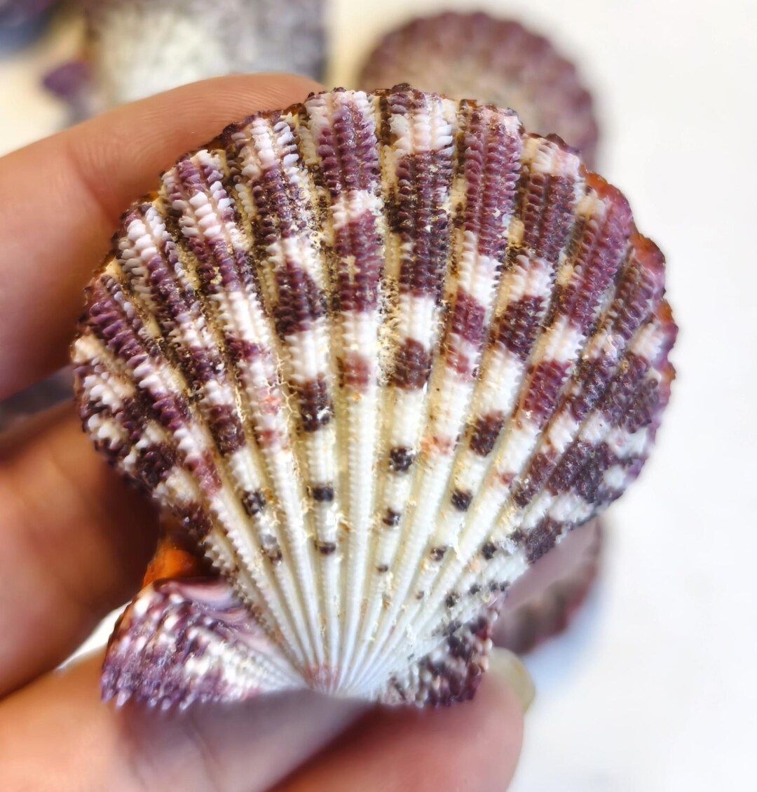 Colorful Scallop Shell Pairs， the Royal Cloak Scallop，gloripallium ...