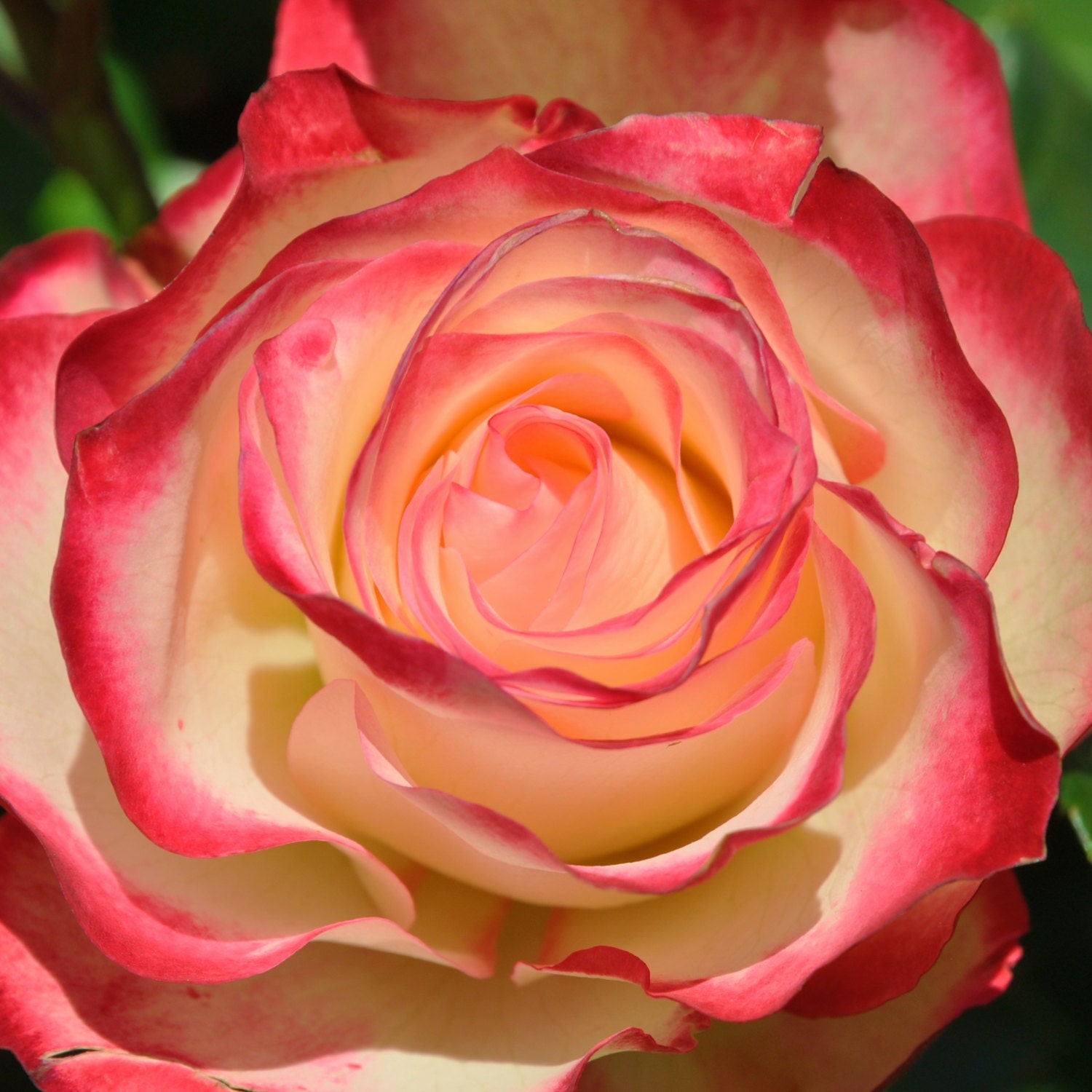 Dream Come True Rose