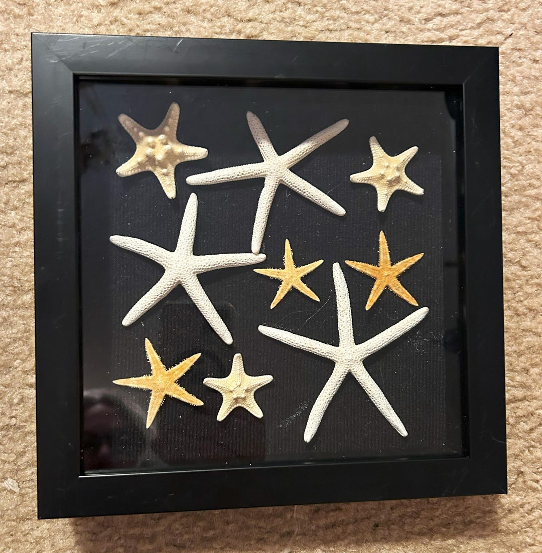 A Small Collection of Small Star Fish. the Tiny Variations Become ...