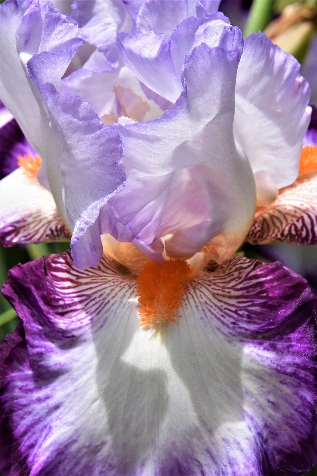 Iris Are One of the Beautiful Flowers in the Spring. the Colors and ...