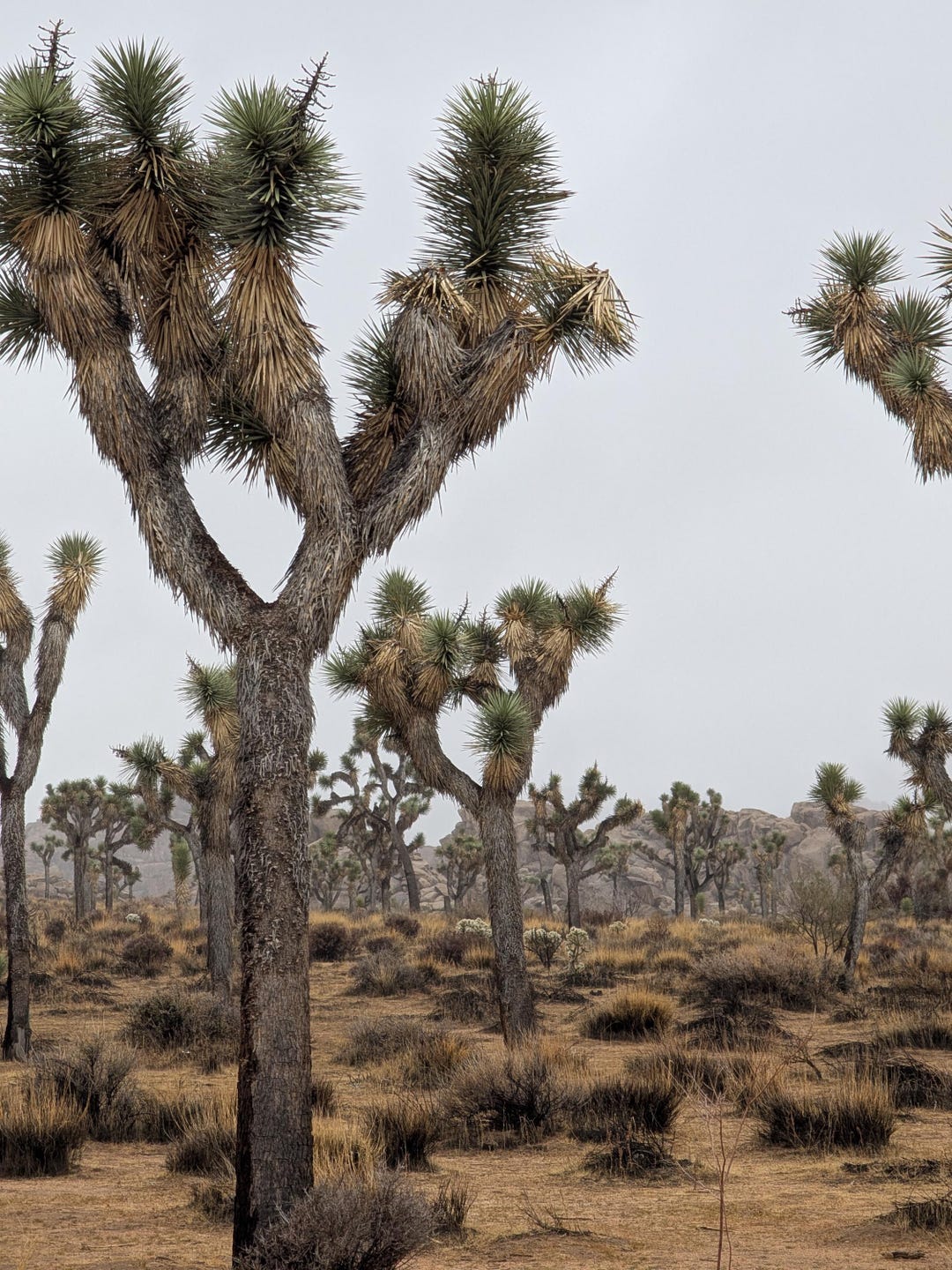Joshua Tree Print (digital Download, 300 DPI JPG) - Etsy