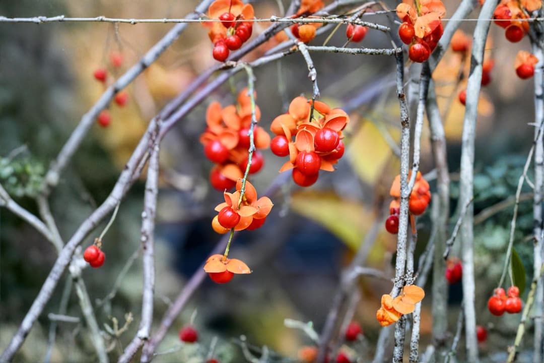 Celastrus Scandens American Bittersweet Seeds – Hardy Native Climbing ...