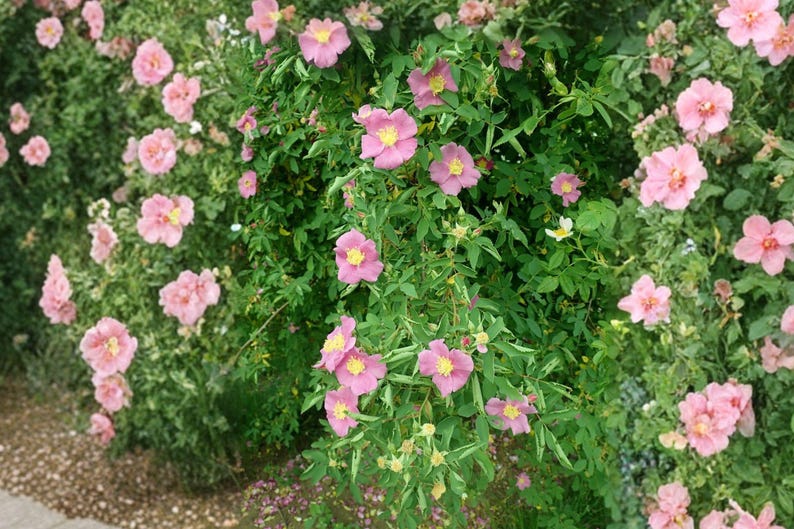 Rosa Carolina Pasture Rose Seeds – Native Pink Wild Shrub for Gardens ...