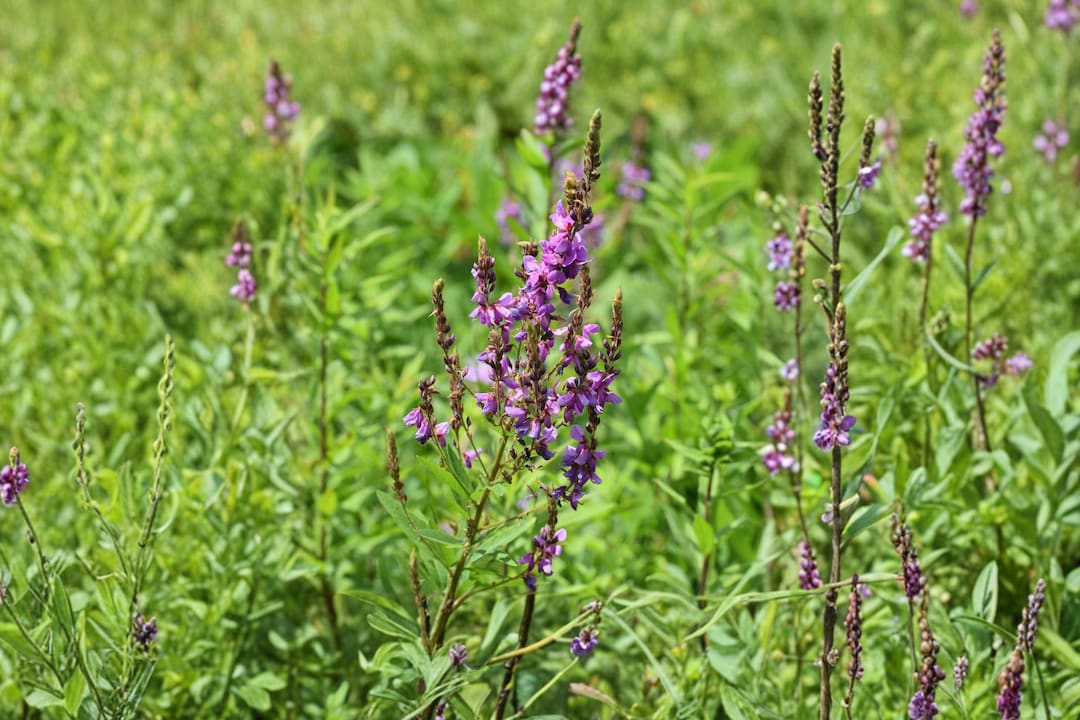 Showy Tick Trefoil Seeds - Native Pink Prairie Wildflower - Etsy