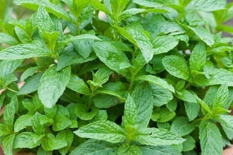 Peppermint Seeds: Aromatic Perennial Herb for Culinary and Tea Gardens ...