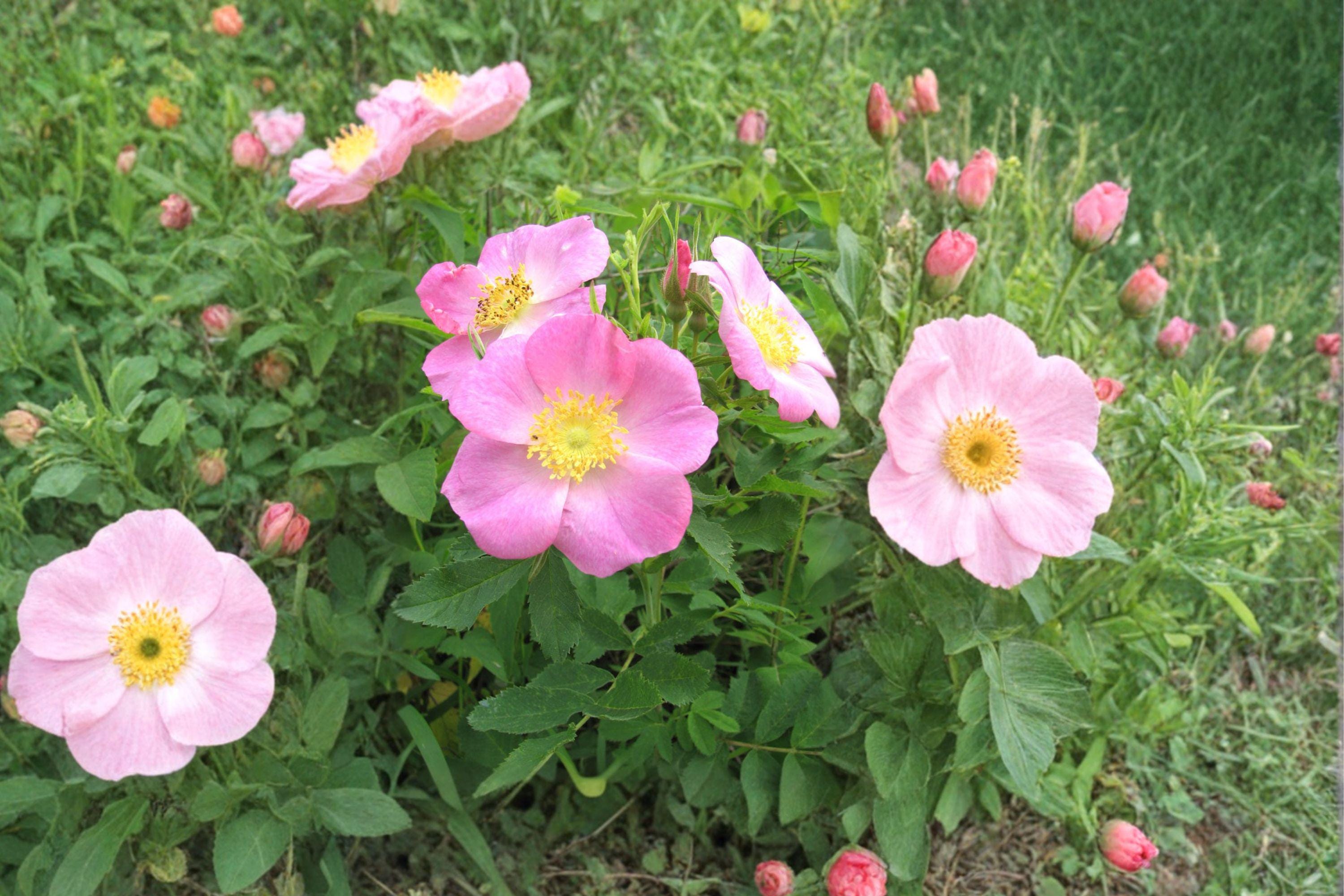 Rosa Carolina Pasture Rose Seeds – Native Pink Wild Shrub for Gardens ...