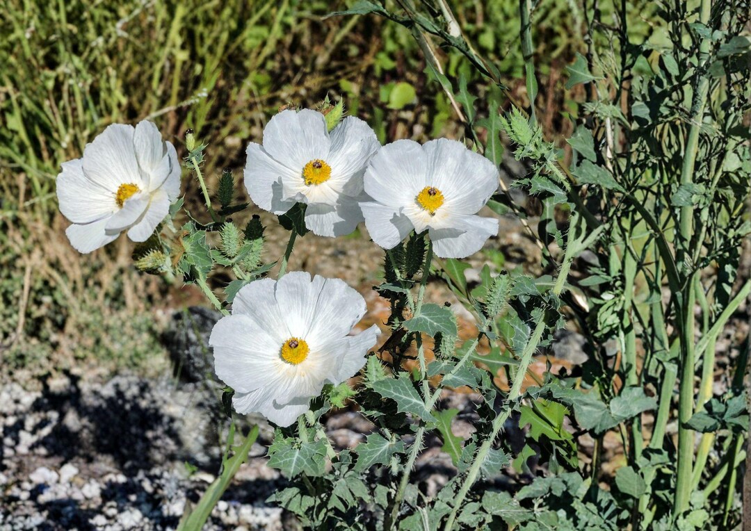 Argemone Polyanthemos Prickly Poppy 15 Seeds - Native White Prairie ...