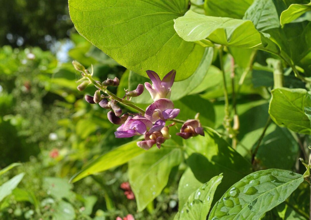 Wild Kidney Bean Seeds – Native Climbing Vine, Edible Pods, Woodland ...