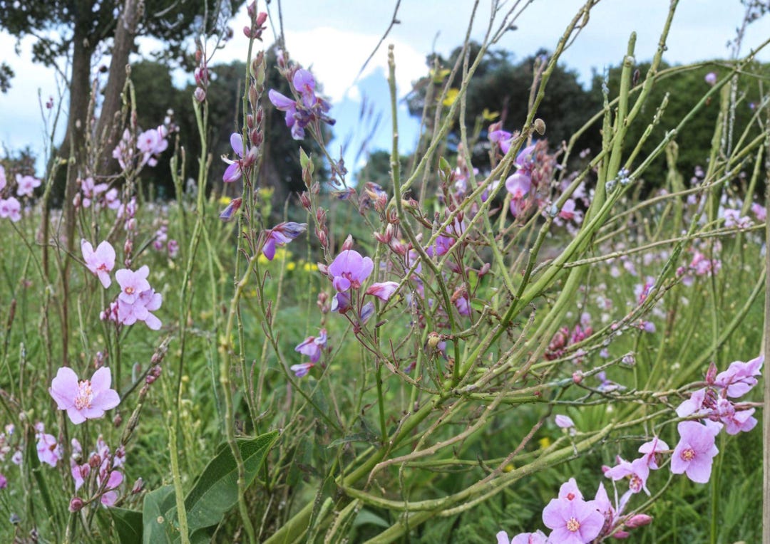 Showy Tick Trefoil Seeds – Native Pink Prairie Wildflower, Pollinator ...