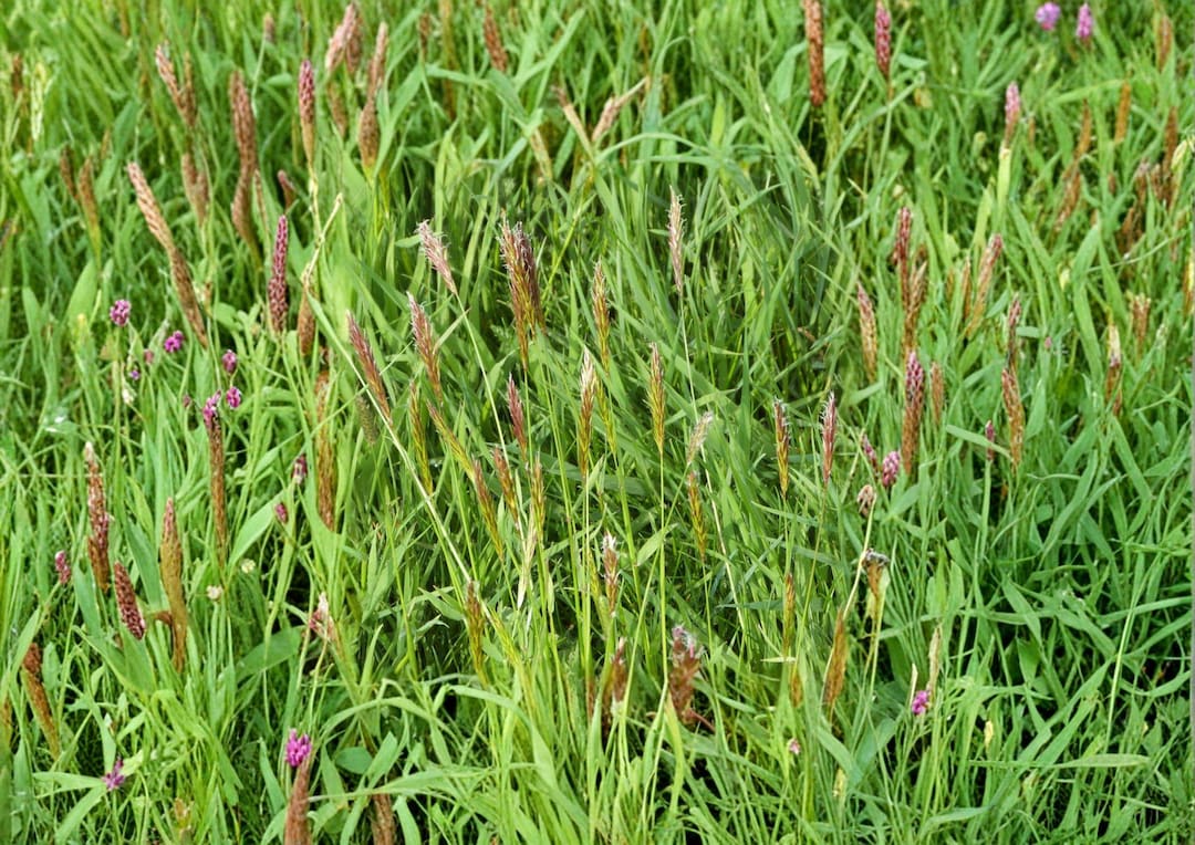 Sweet Vernal Grass Seeds – Fragrant Hardy Perennial for Meadows, Lawns ...