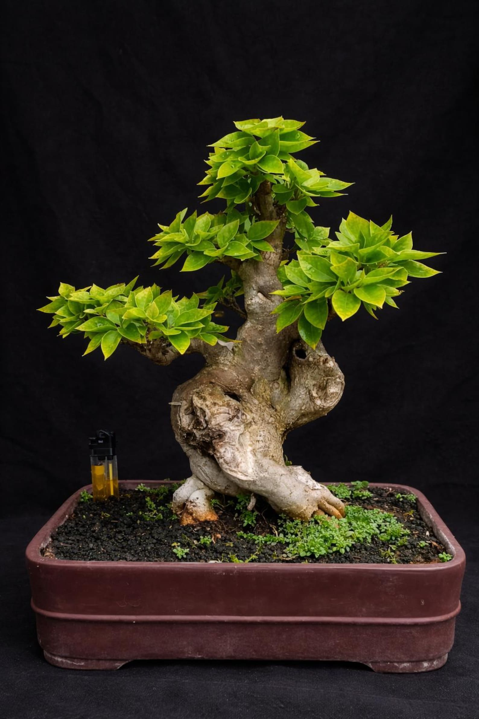 Actual Tree Bonsai Bougainvillea : Medium Size - Etsy