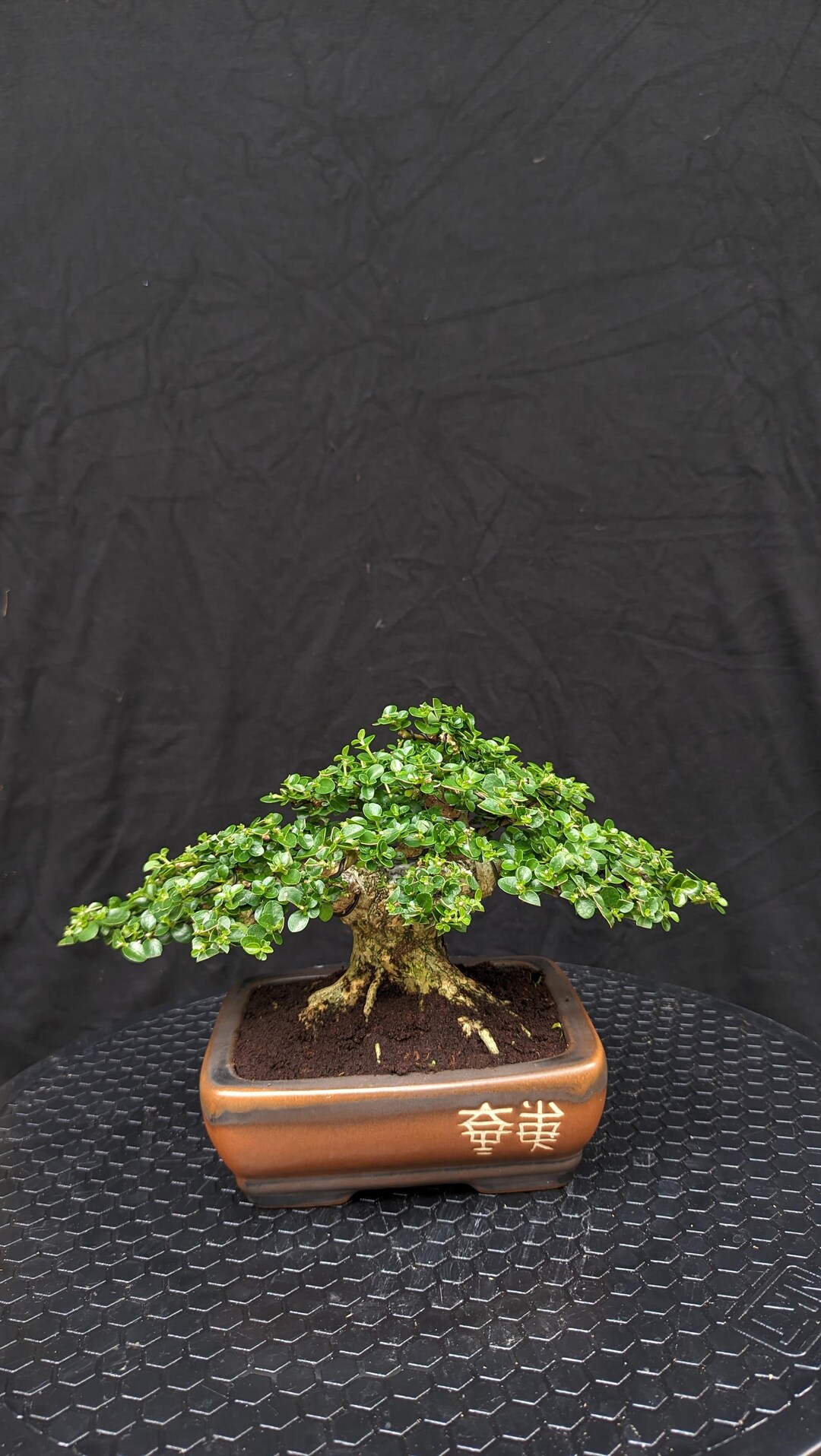 Actual Bonsai Tree Premna Microphylla (include Pot) : Mame Size - Etsy