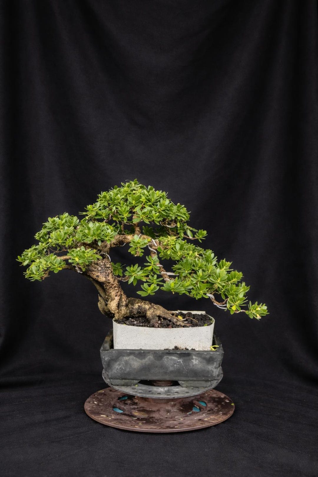 Bonsai Pemphis Acidula :small Size - Etsy