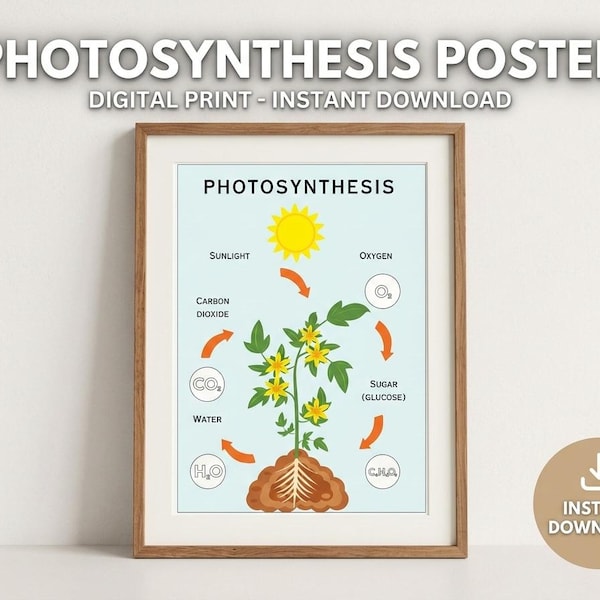 Photosynthesis Poster - Etsy