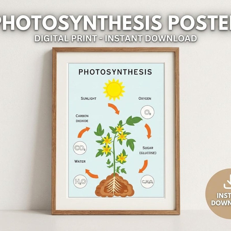 Photosynthesis Poster - Etsy
