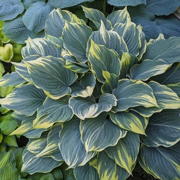Outdoor Artificial Hosta - Etsy