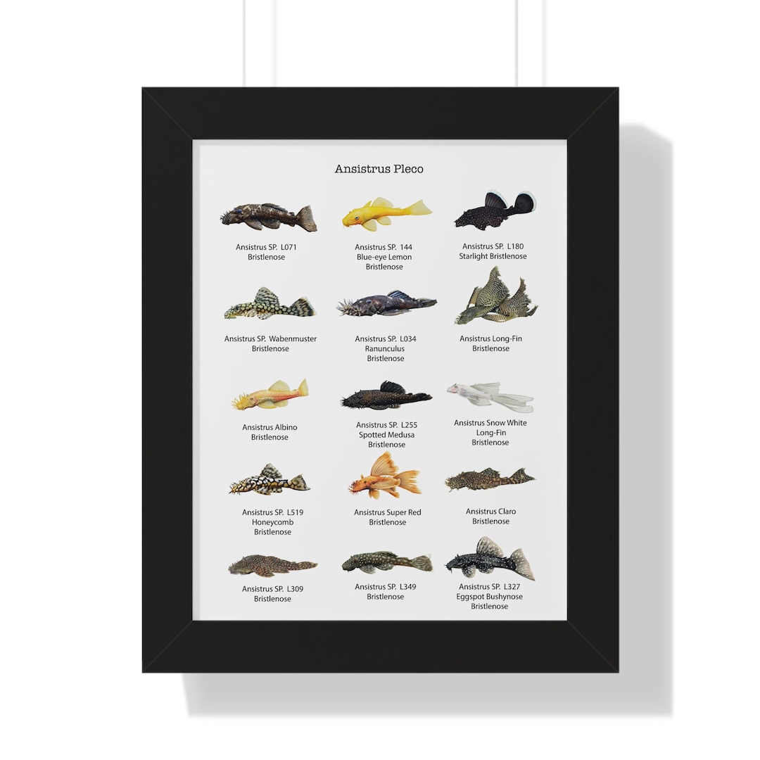 Ansistrus Pleco Freshwater Fish Poster | Scholarly Aquarium Art Print ...