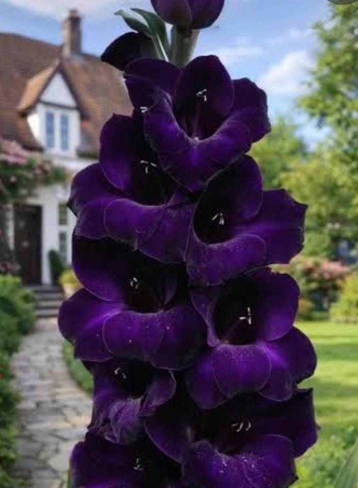 Gladiolus Midnight Whisper Dark Purple 5 Bulbs - Etsy