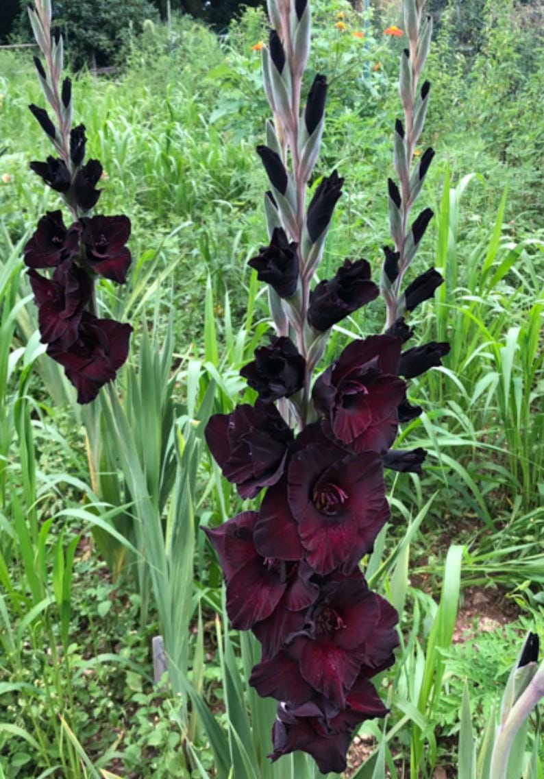 Gladiolus Expresso Bulbs - Etsy