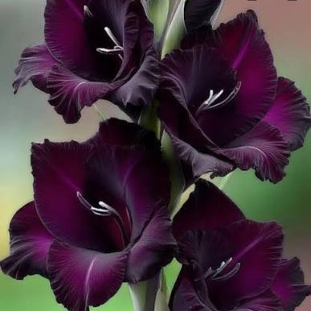 Gladiolus Midnight Whisper Dark Purple 5 Bulbs - Etsy