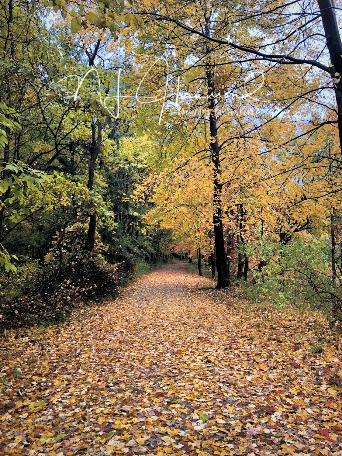 Fall Background Digital Country Woodsy Path Digital Background Vertical ...