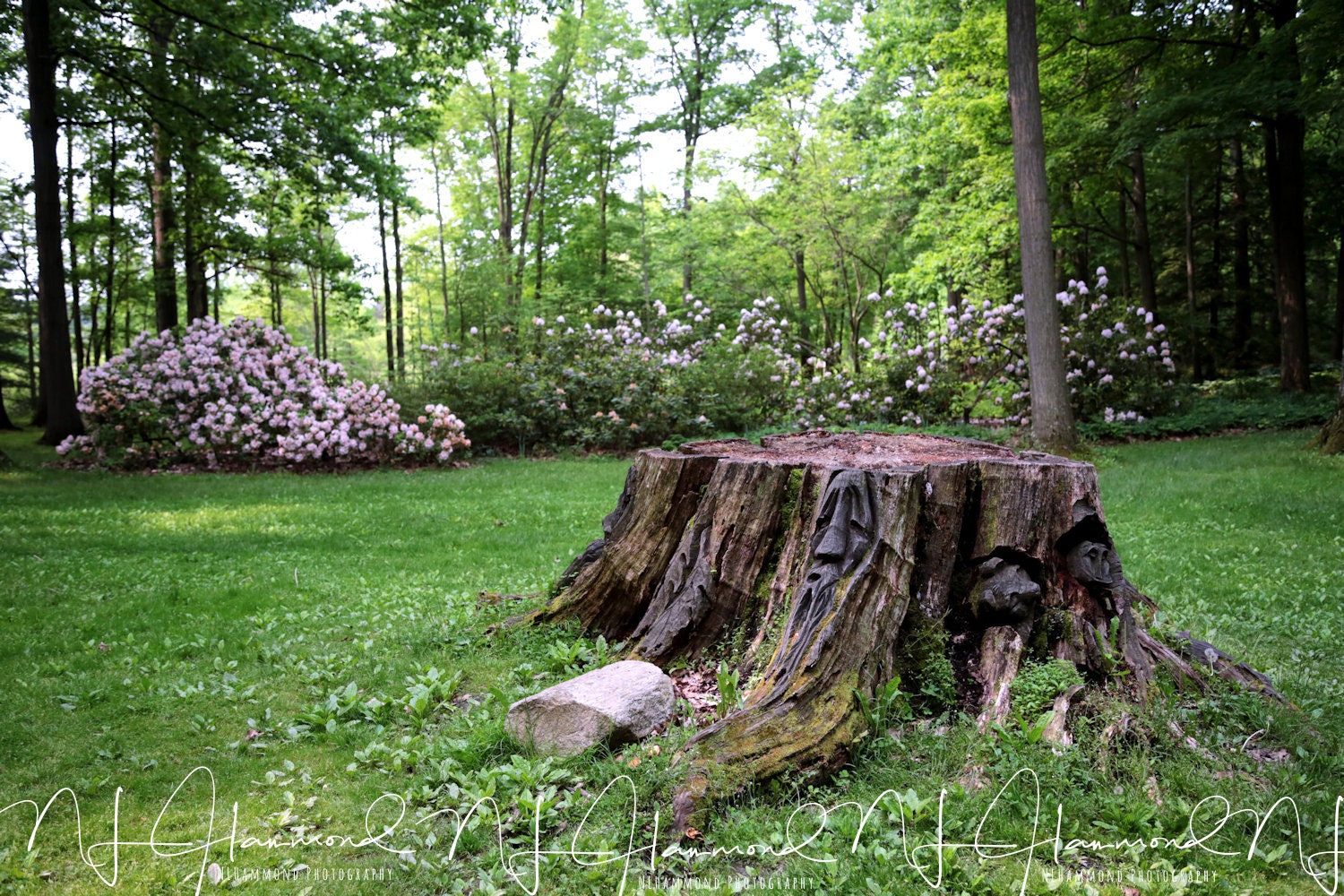 Newborn Digital Backdrop Set of 4 Summer Background Baby Backgrounds ...