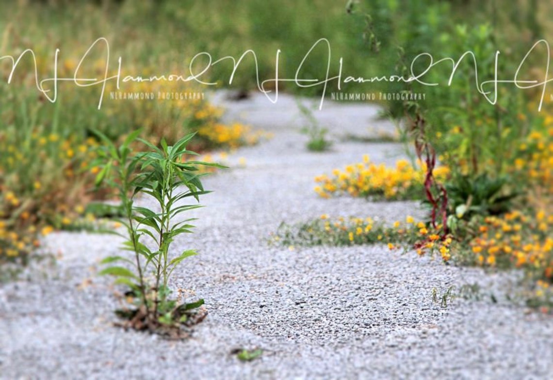 Path Digital Background Baby Background Path Backdrop Summer Digital ...