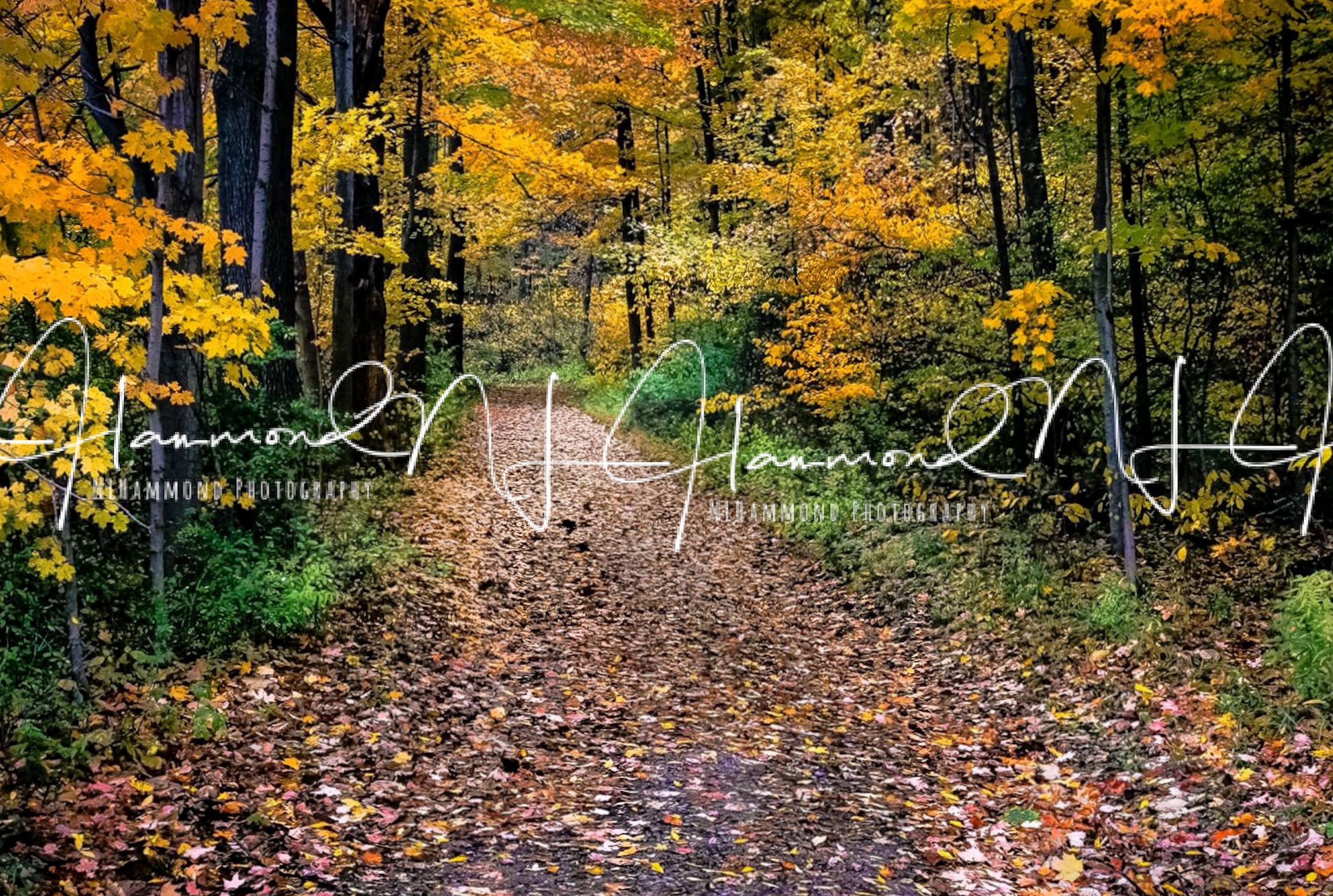 Fall Digital Background Fall Digital Backdrop Path Background Woods ...