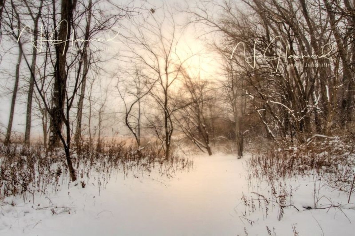 Winter Digital Background With Path Christmas Backdrop Christmas ...