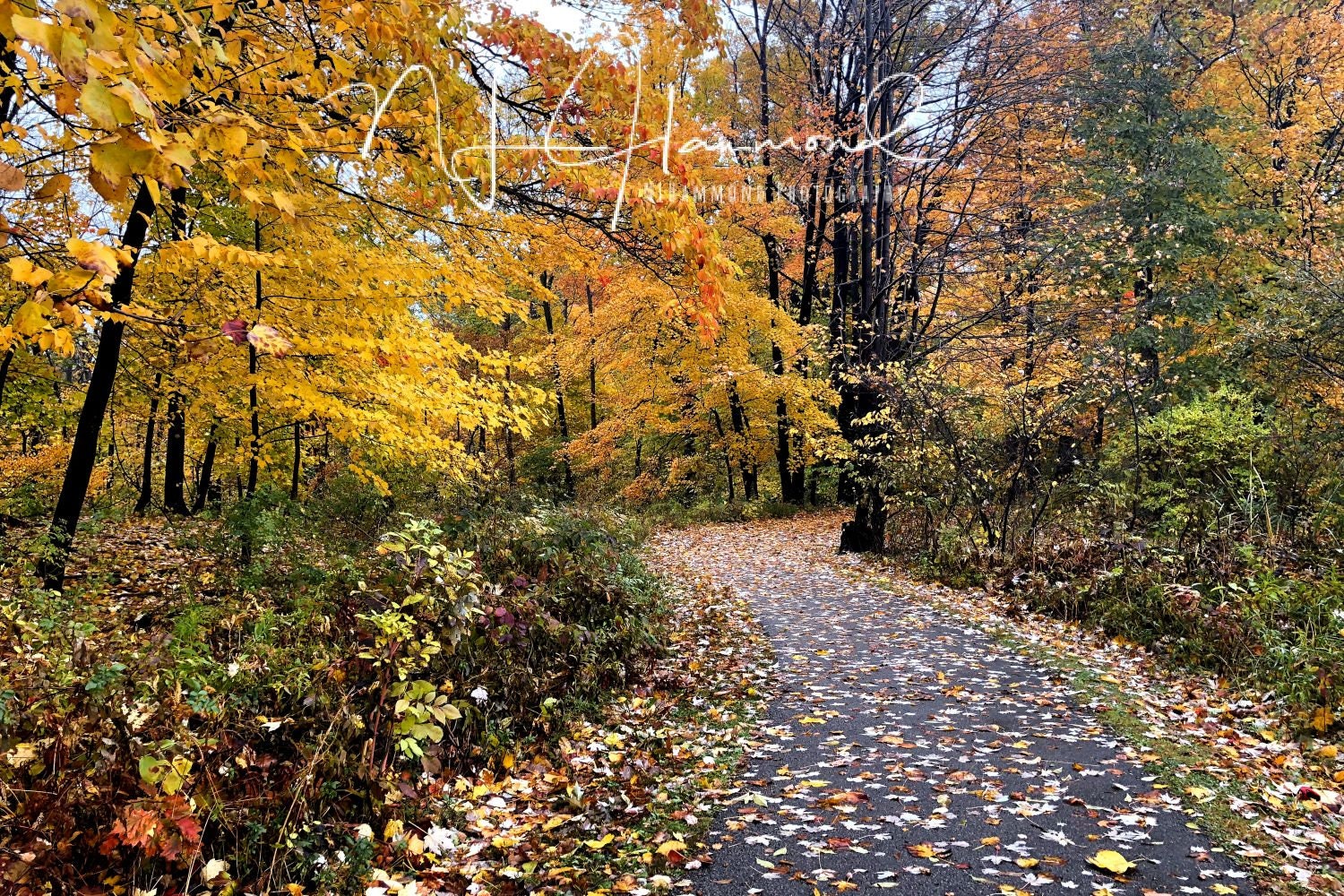 Fall Background Digital With Path Fall Backdrop (Download Now) - Etsy