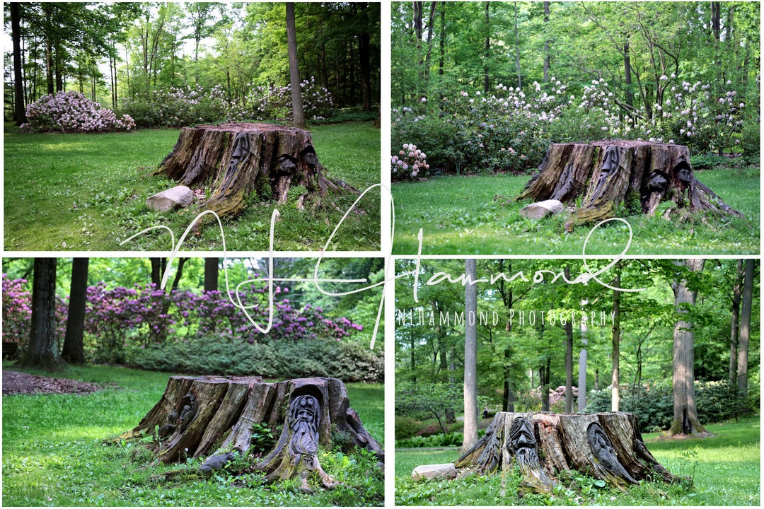 Newborn Digital Backdrop Set of 4 Summer Background Baby Backgrounds ...