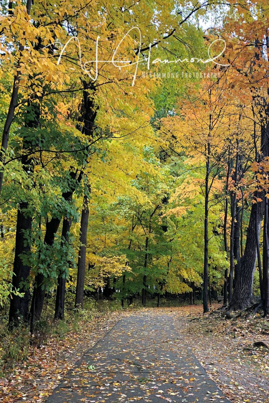 Fall Digital Background With Path Vertical Portrait - Etsy