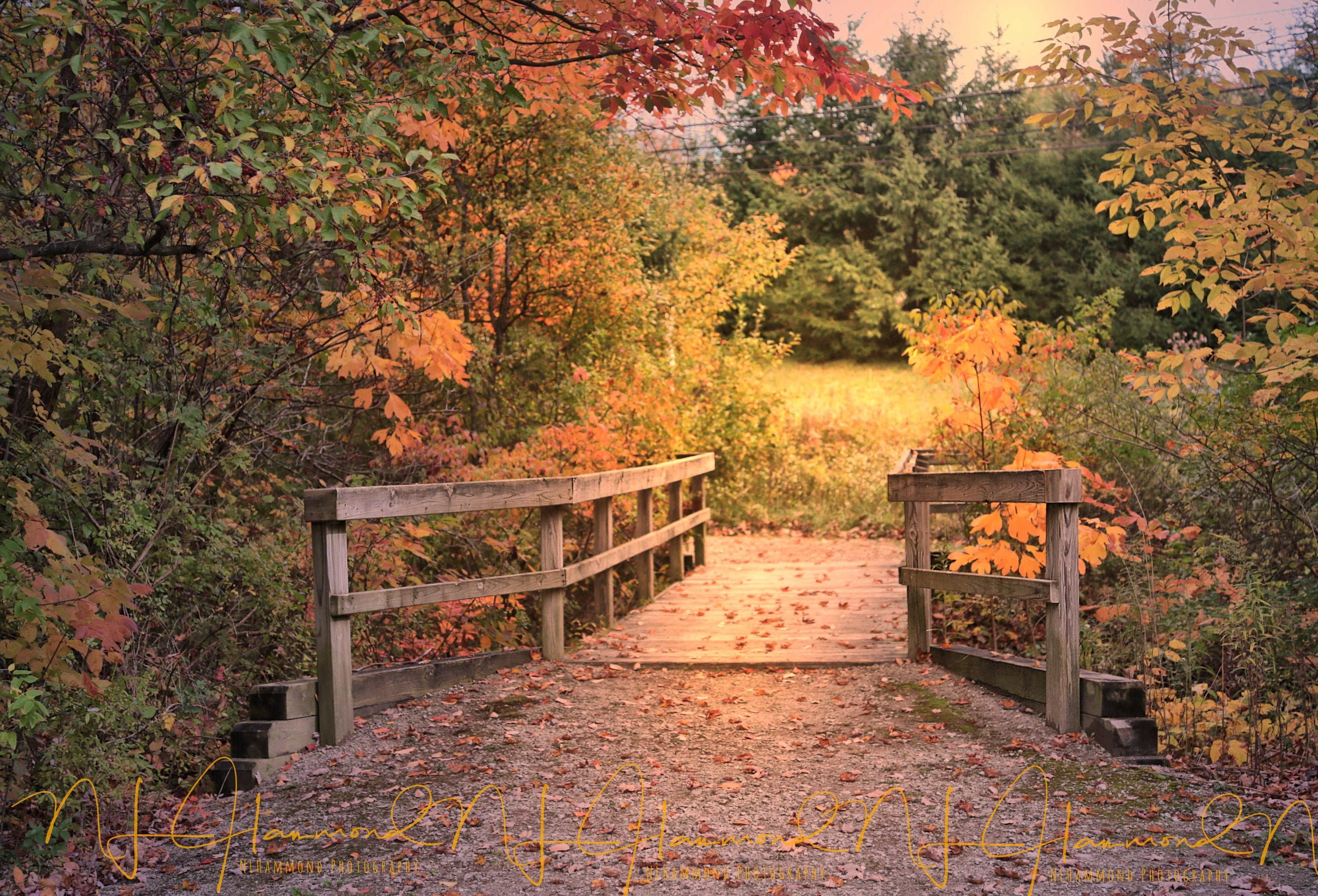Fall Digital Background 2 Digital Bridge Background Fall Leaves Fall ...