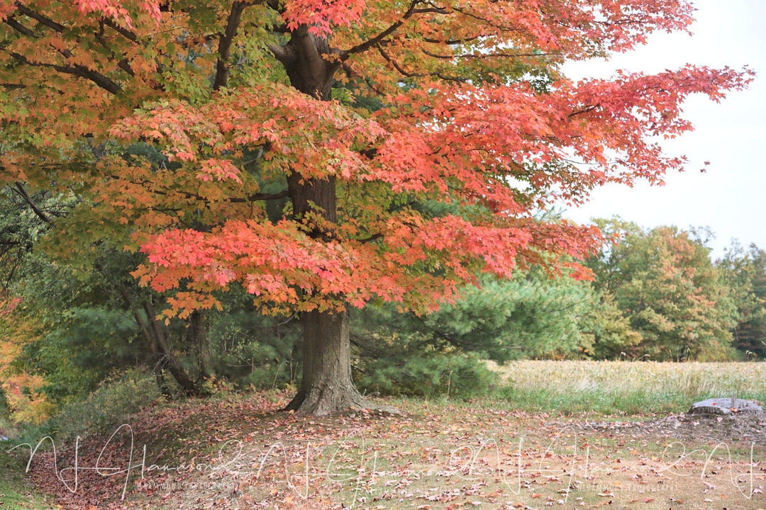 Fall Digital Background Fall Tree Background Photoshop Background Tree ...