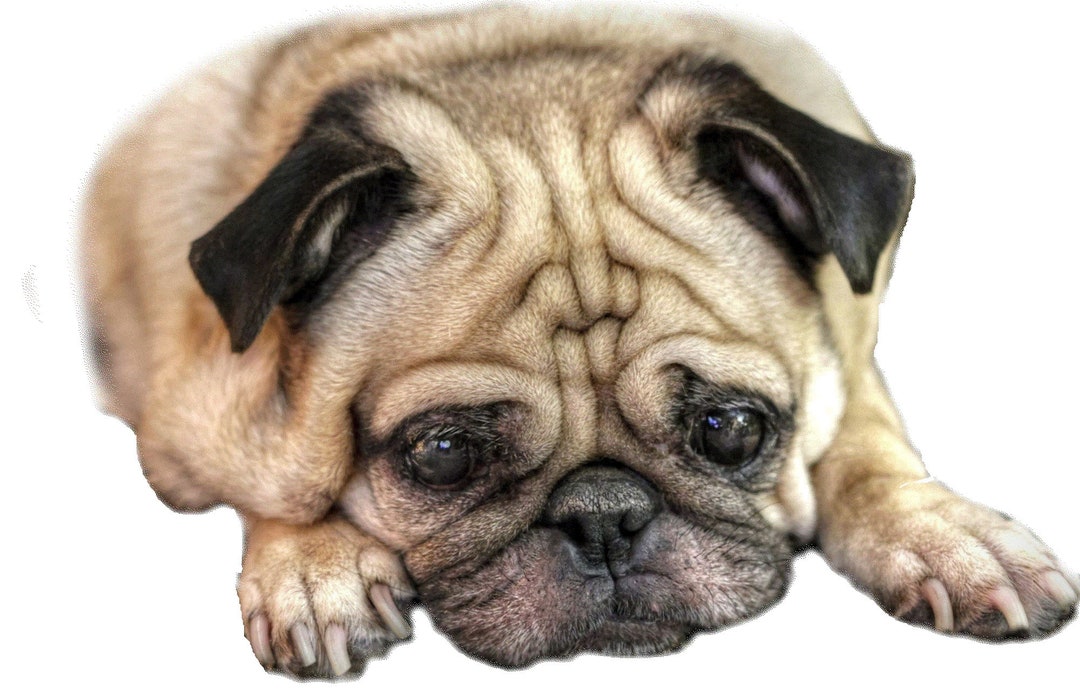 Pug PNG File Pug Laying Down Digital File Dog Png File Pug Cutout Pug ...