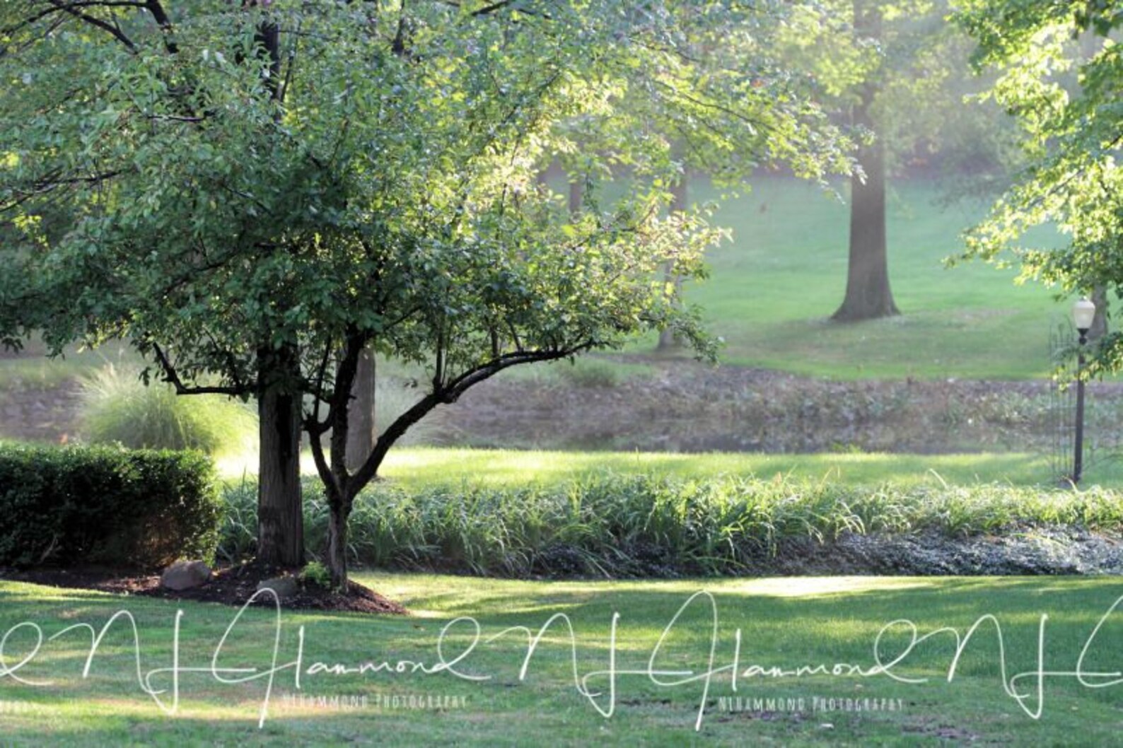 Set of 2 Tree digital backgrounds Park digital background | Etsy