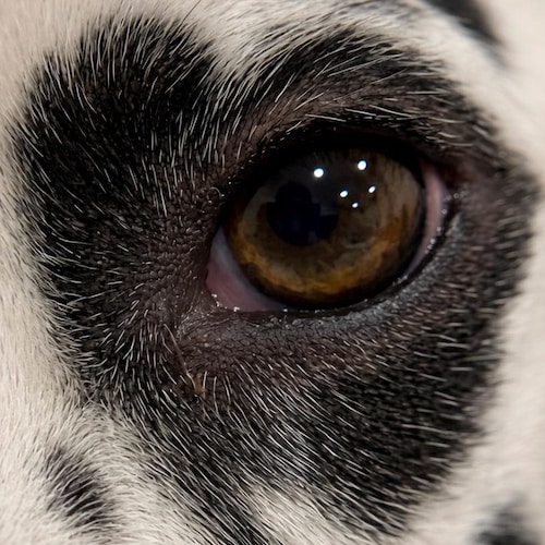 DalmatianGlitter - Etsy