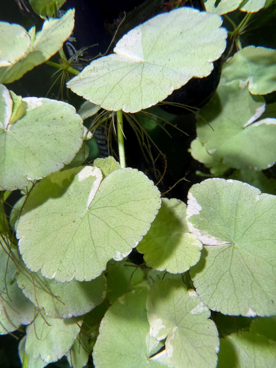 Brazilian Pennywort 'variegated' (hydrocotyle Leucocephala Variegated ...