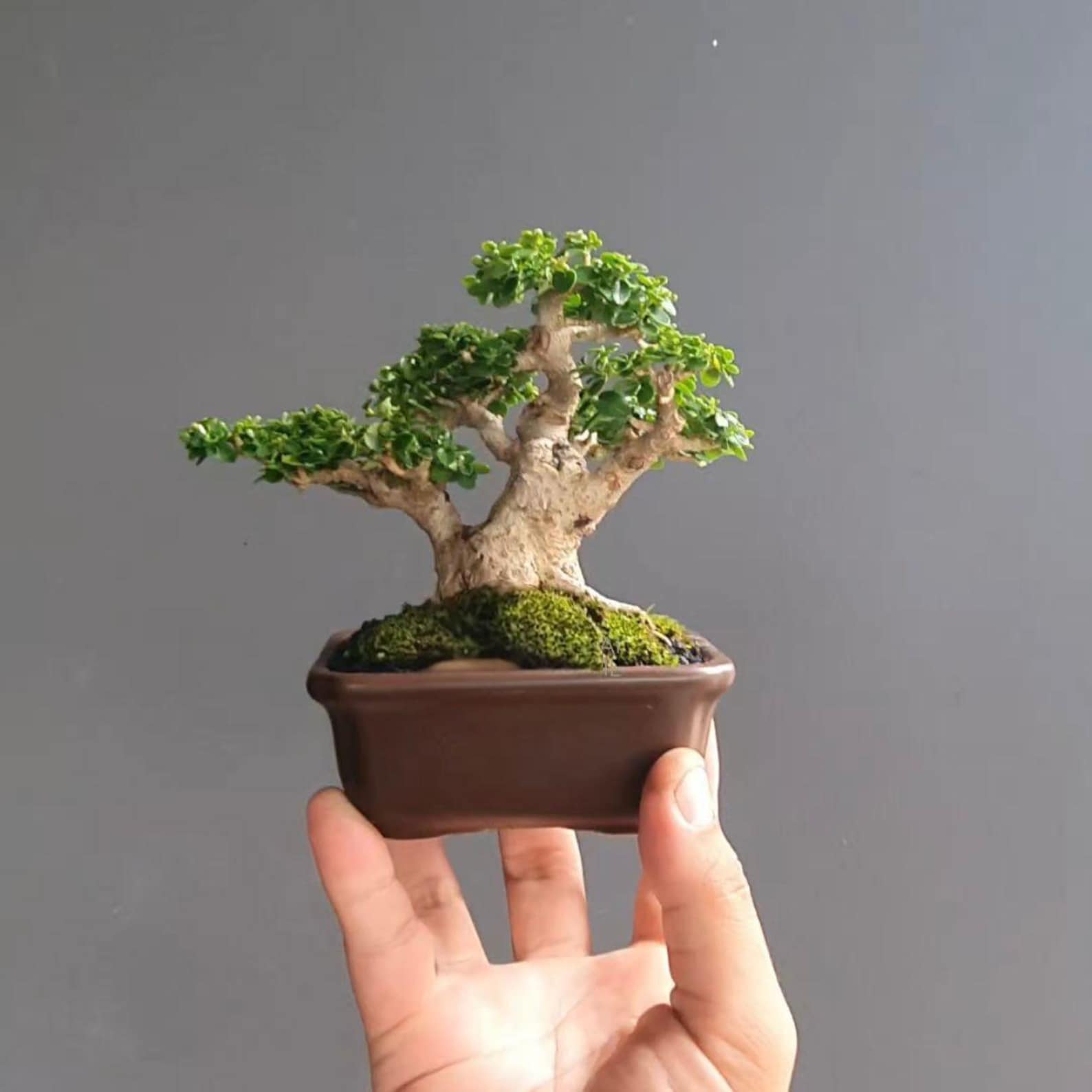Actual Tree Bonsai Premna Microphylla || Shito Size - Etsy