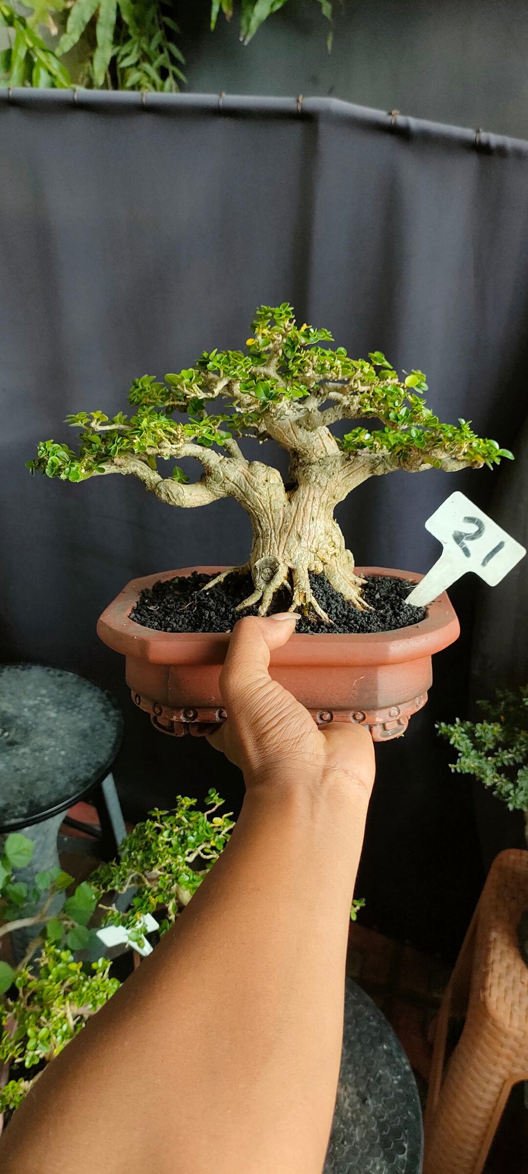 Premna Microphylla Bonsai Tree Natural Tropical Specimen With Thick ...